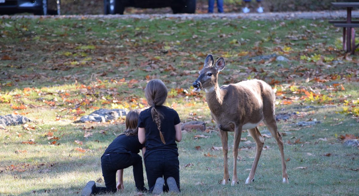 About – Safe Wildlife Distance Campaign