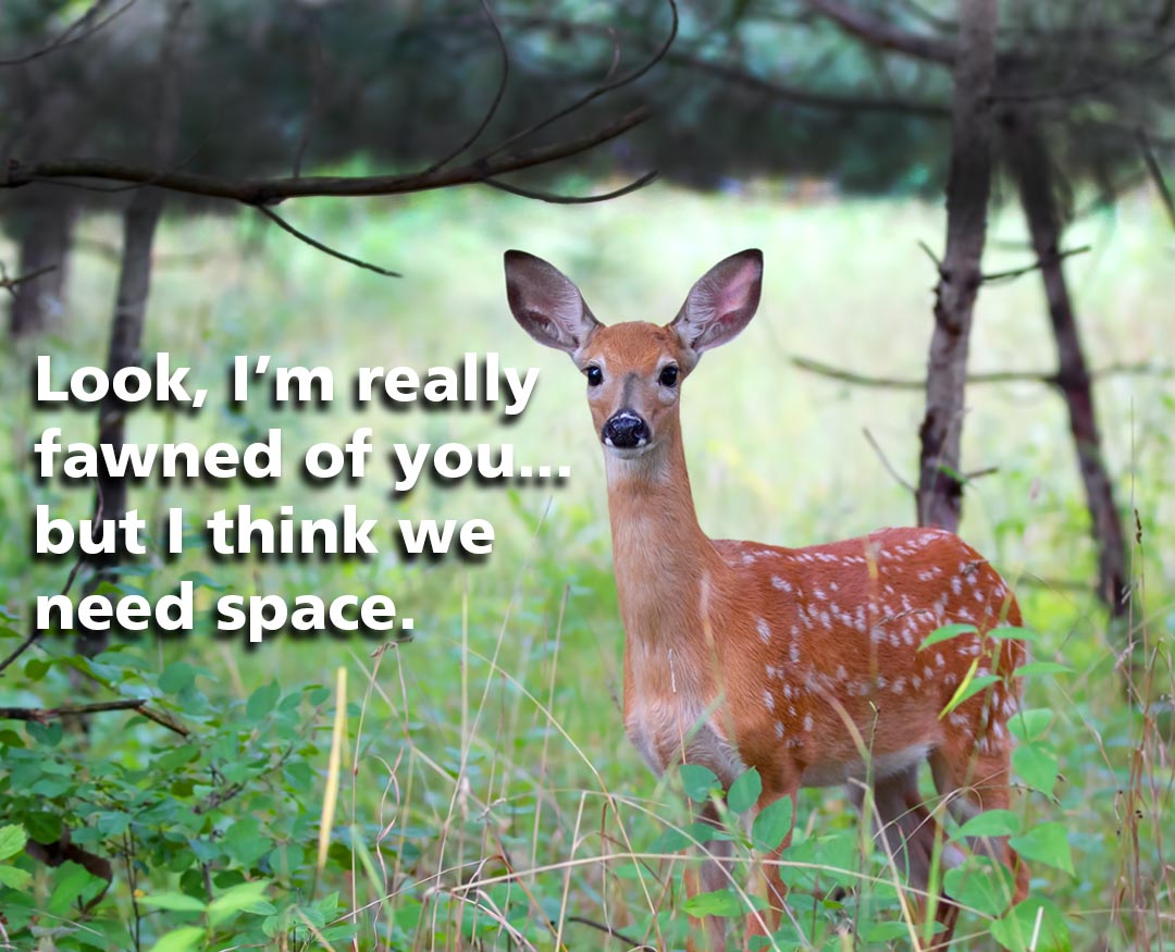 Safe Wildlife Distance Campaign – Free-to-use media files and messages ...